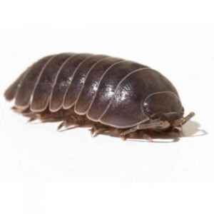 Bicho da Conta - PestRochas